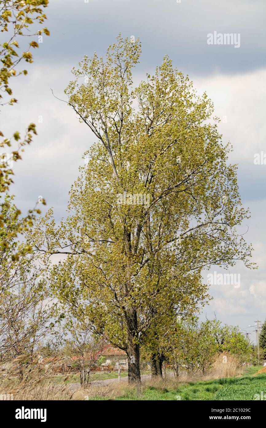 Photo of some green tree at spring Stock Photo - Alamy