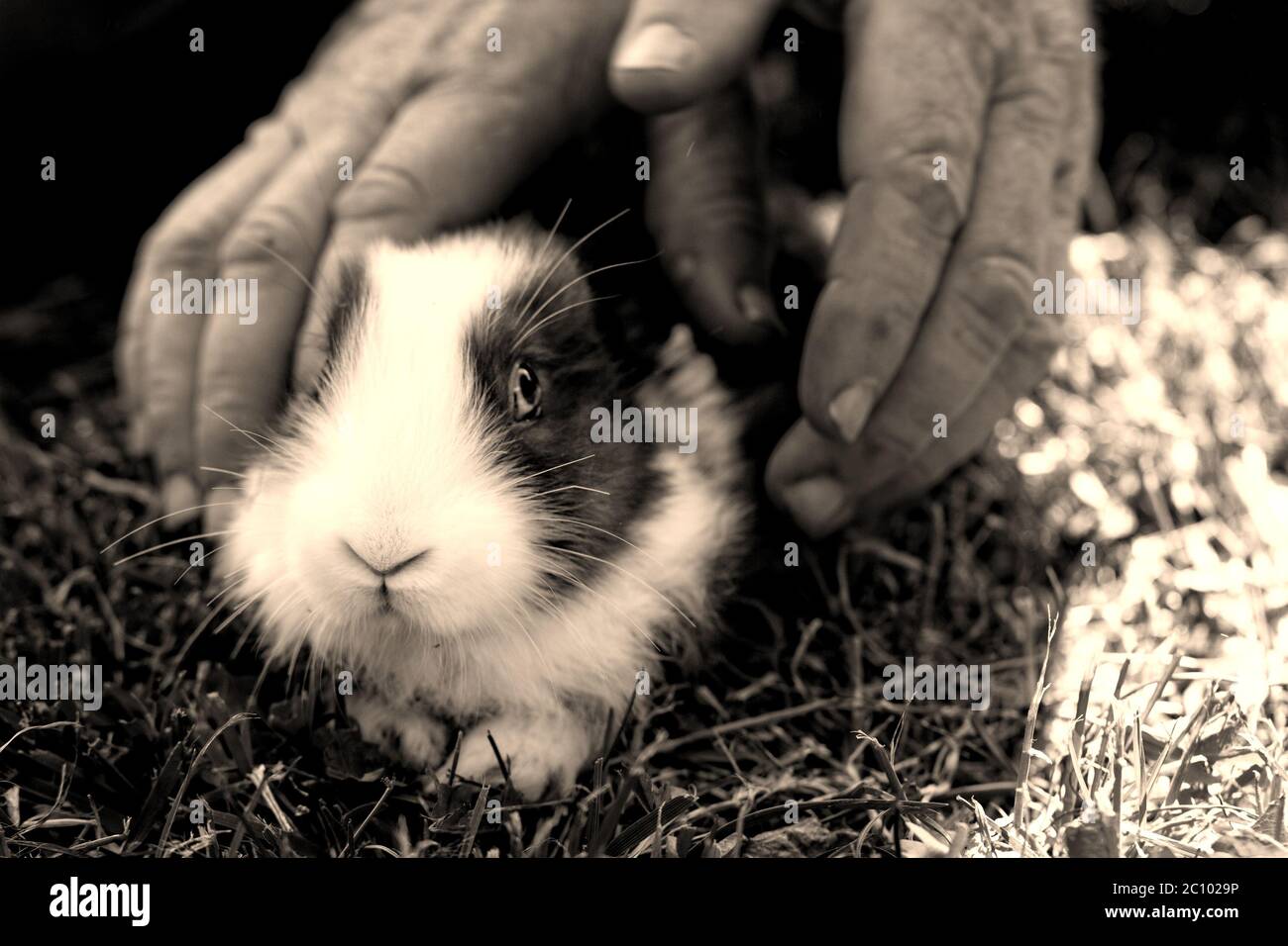 Bunny baby holding bunny hi-res stock photography and images - Alamy