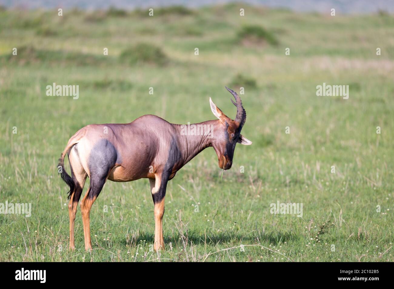 The Topi antelope in the Kenyan savanna in the middle of the grass ...