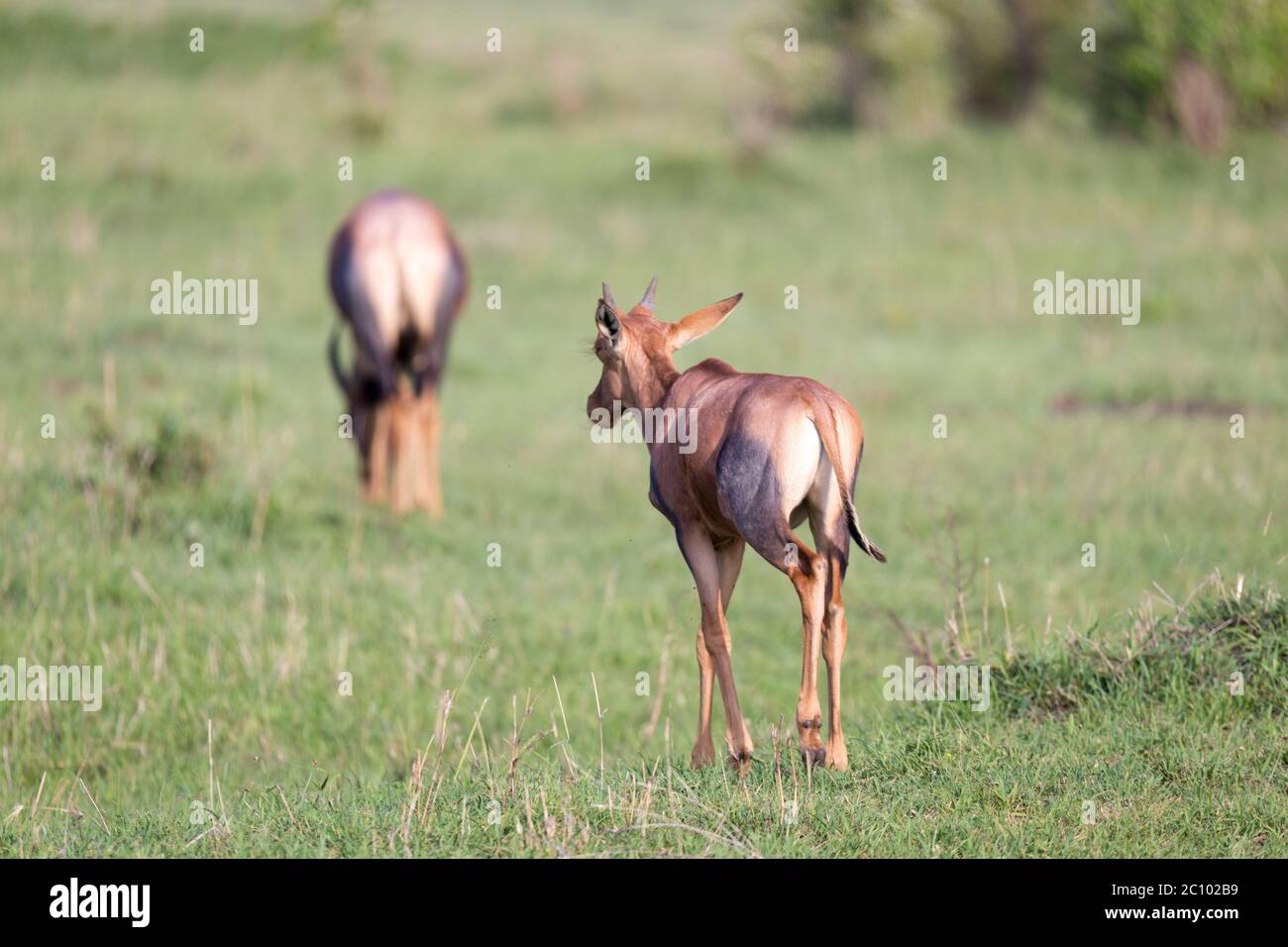 The Topi antelope in the Kenyan savanna in the middle of the grass ...