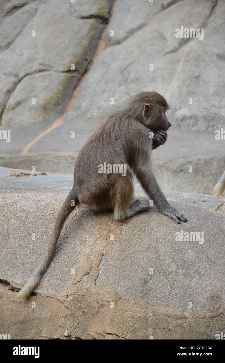 Monkey genitals High Resolution Stock Photography and Images - Alamy