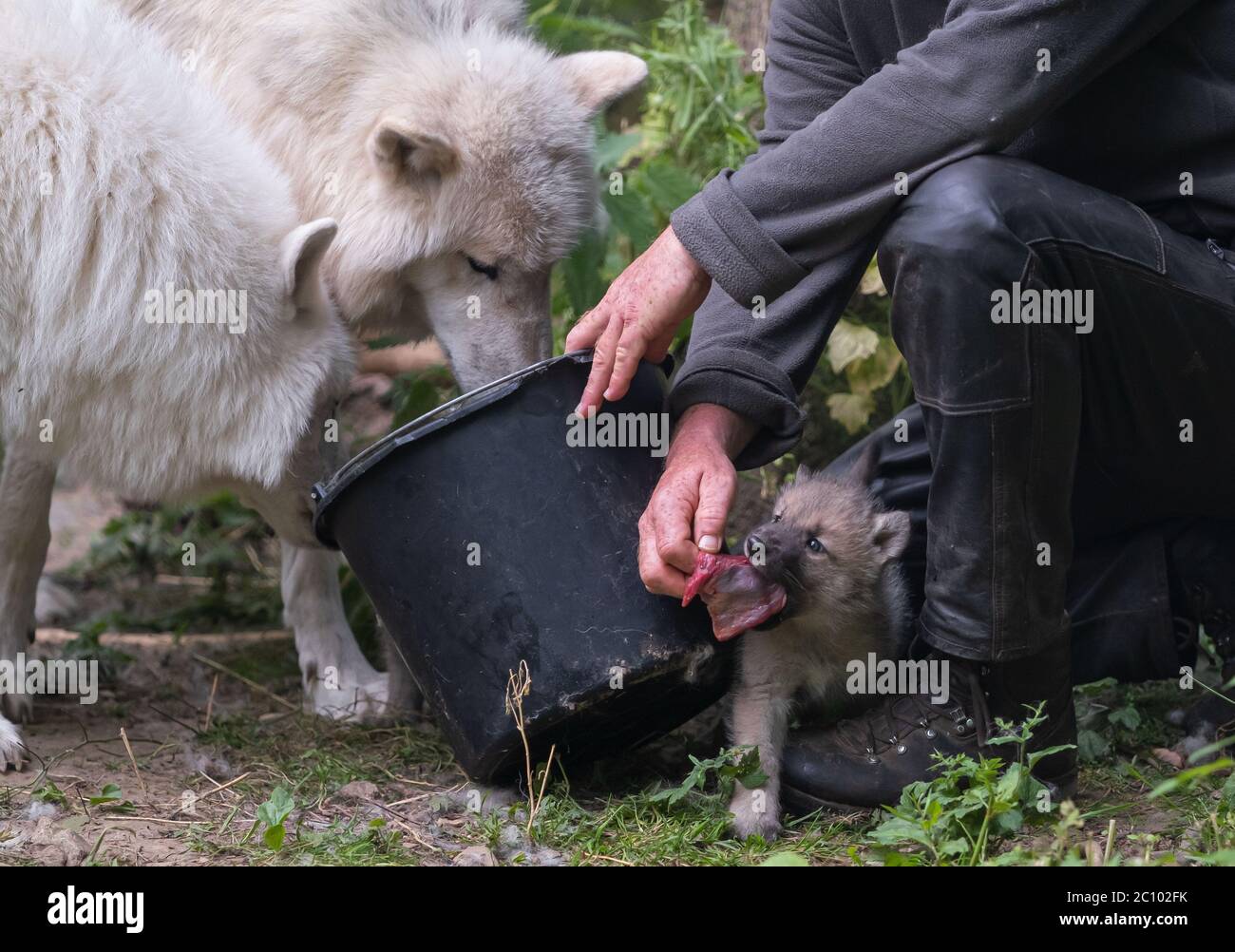Wolf parents hi-res stock photography and images - Alamy