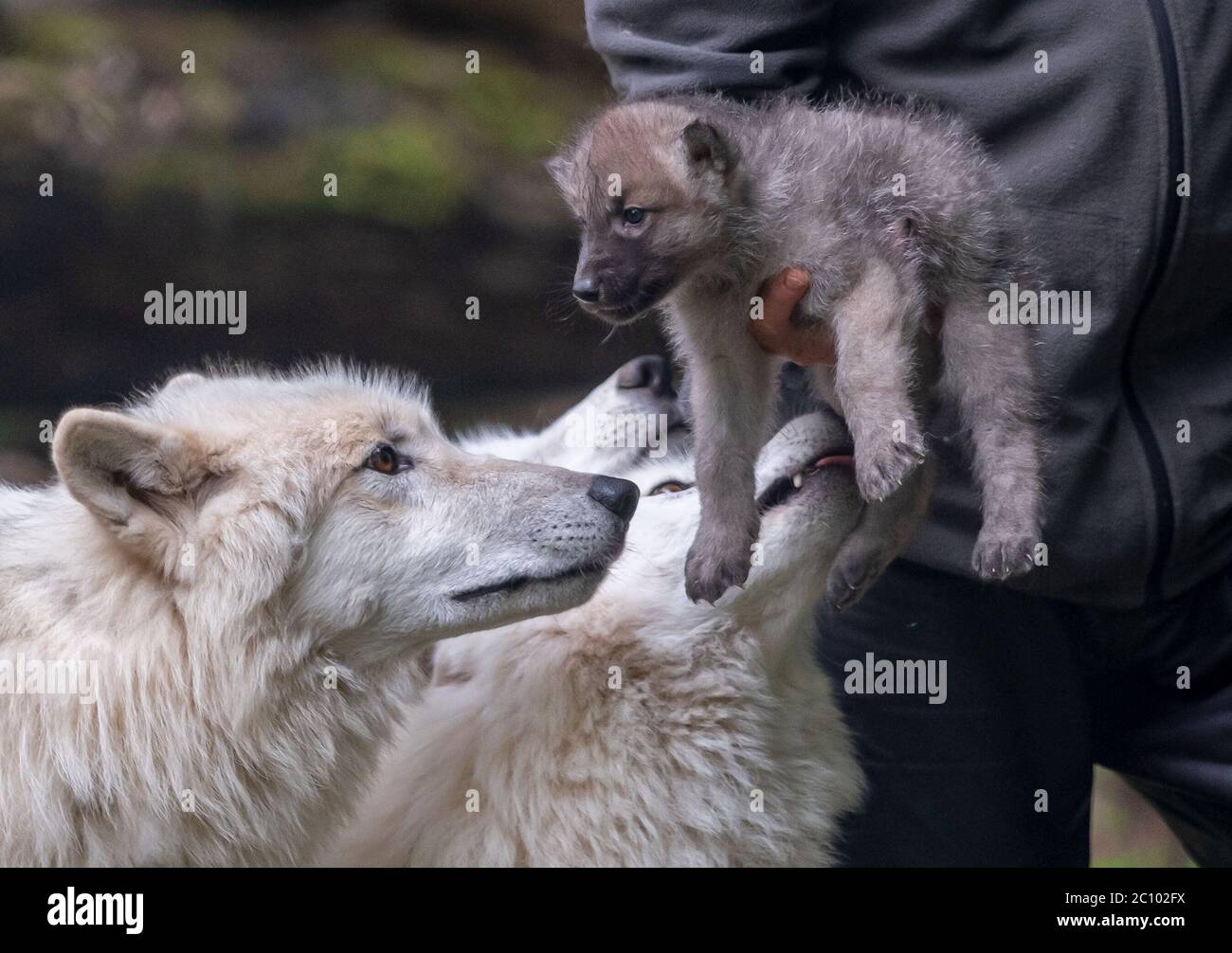 Wolves Giving Birth