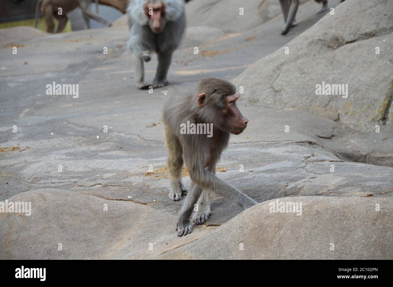 Monkey genitals hi-res stock photography and images - Alamy