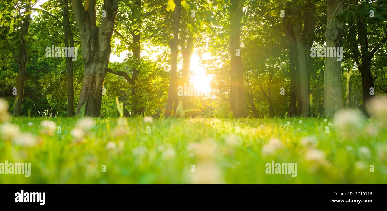 Sunshine forest hi-res stock photography and images - Alamy