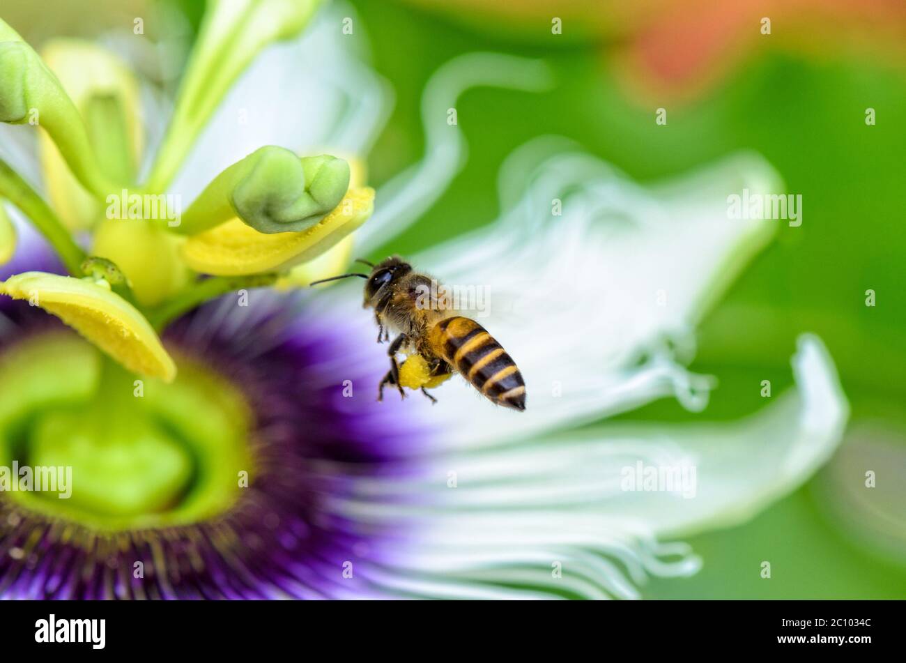 Flying flowers hi-res stock photography and images - Alamy