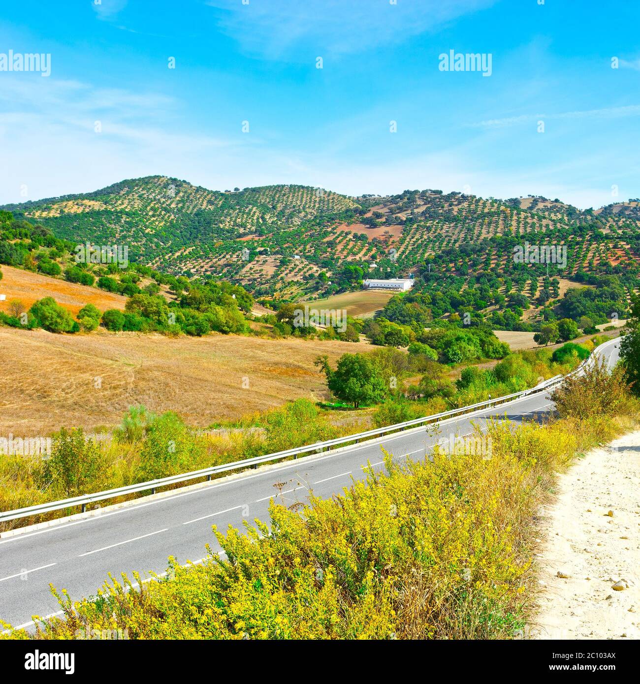 Olive groves hi-res stock photography and images - Alamy