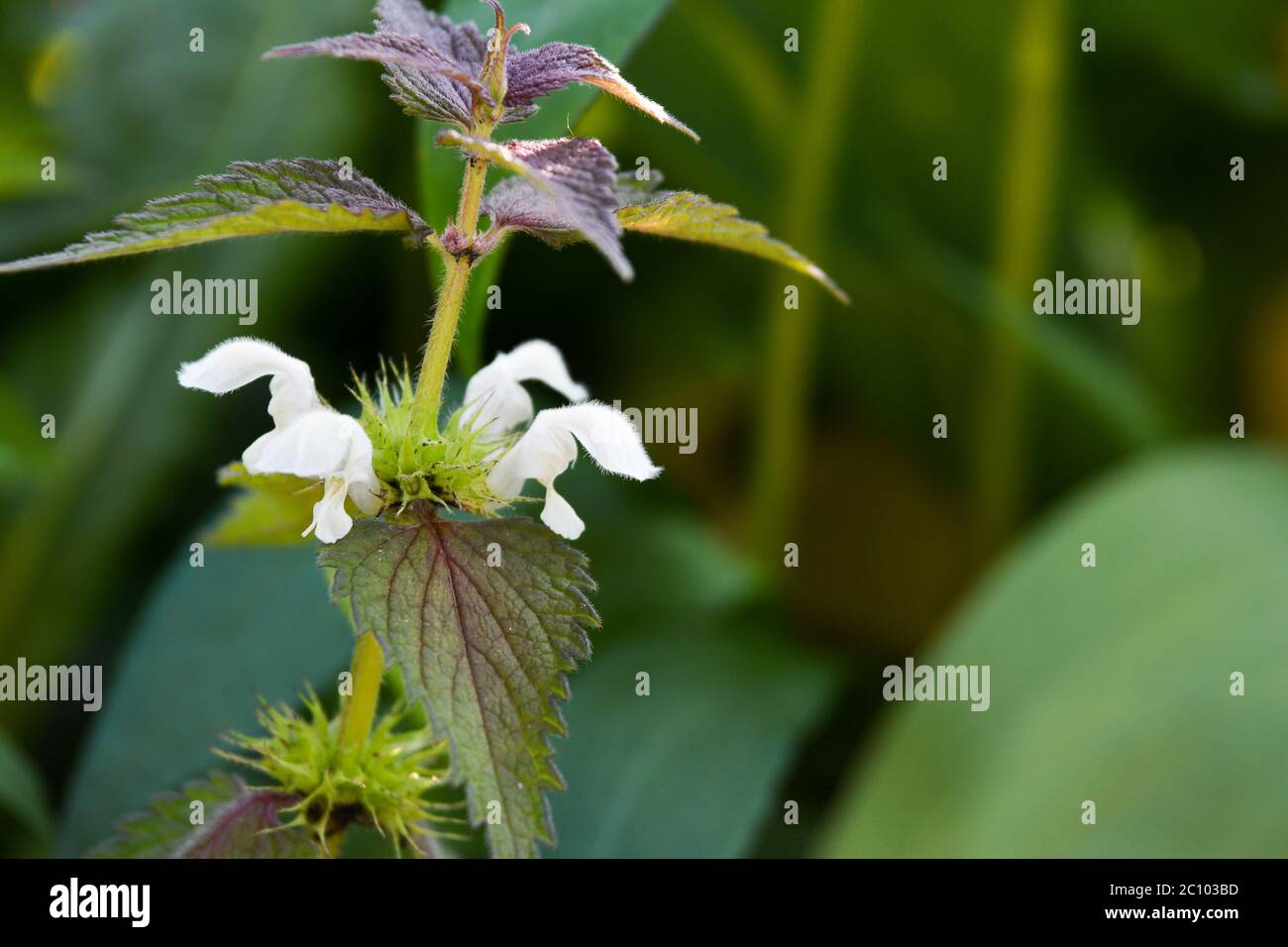 stinging nettle flower in summer Stock Photo - Alamy