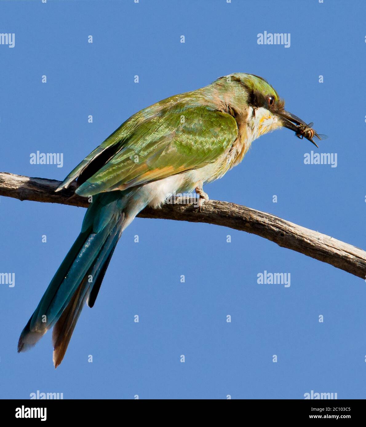 bee eater with catch Stock Photo - Alamy