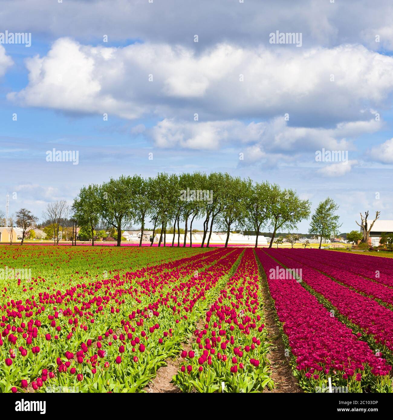 Greenhouse holland tulips hi-res stock photography and images - Alamy