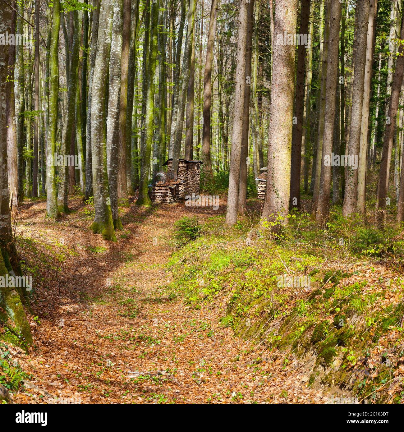 Canopy stack hi-res stock photography and images - Alamy
