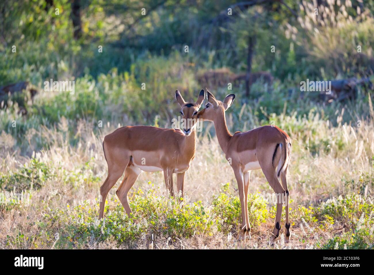 Impalas aepyceros melampus in samburu national reserve in kenya hi-res ...