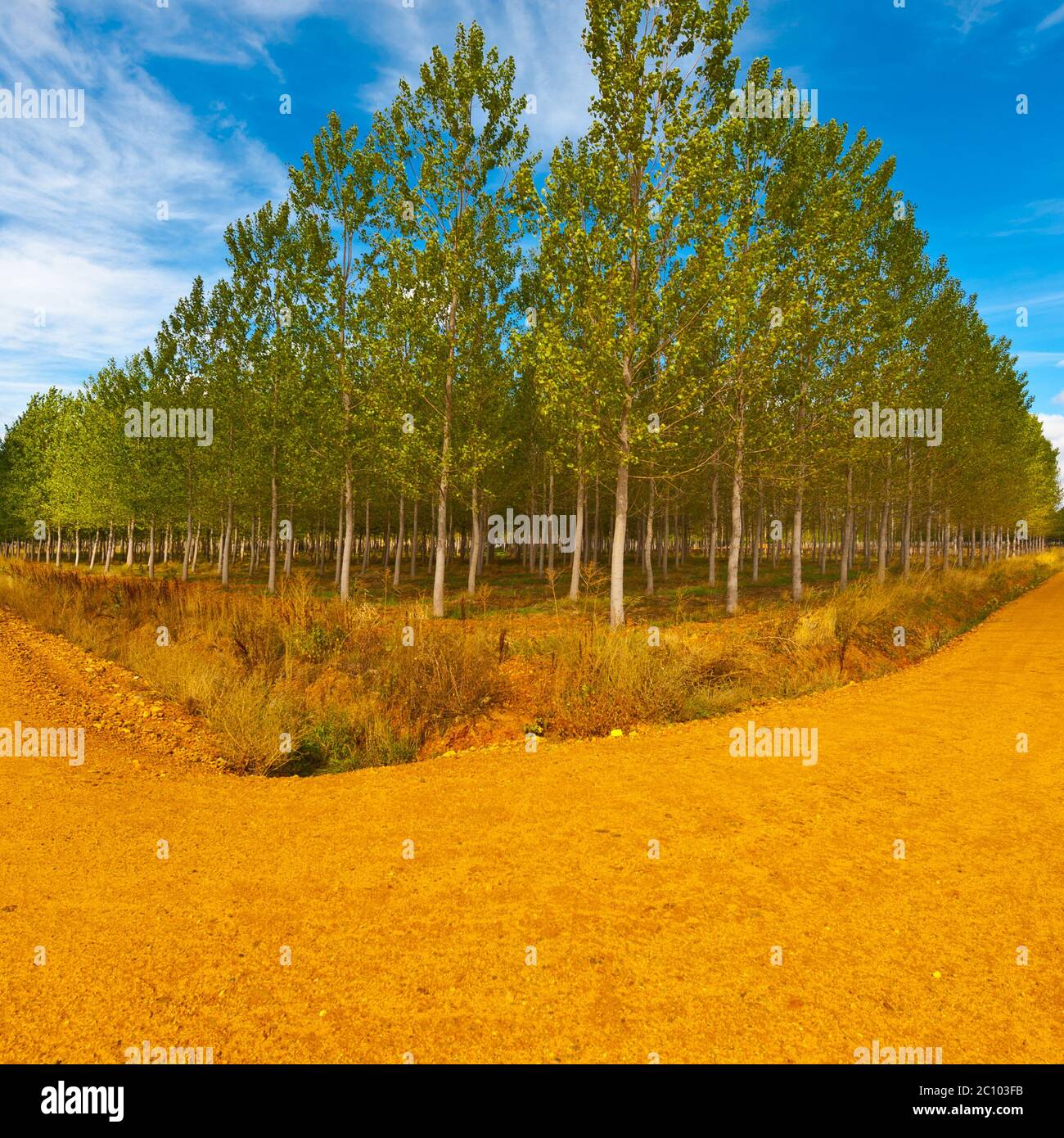 Spain birch tree forest hi-res stock photography and images - Alamy