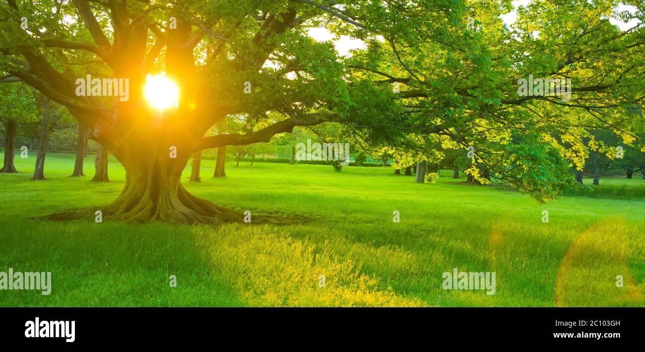 Sunshine tree hi-res stock photography and images - Alamy