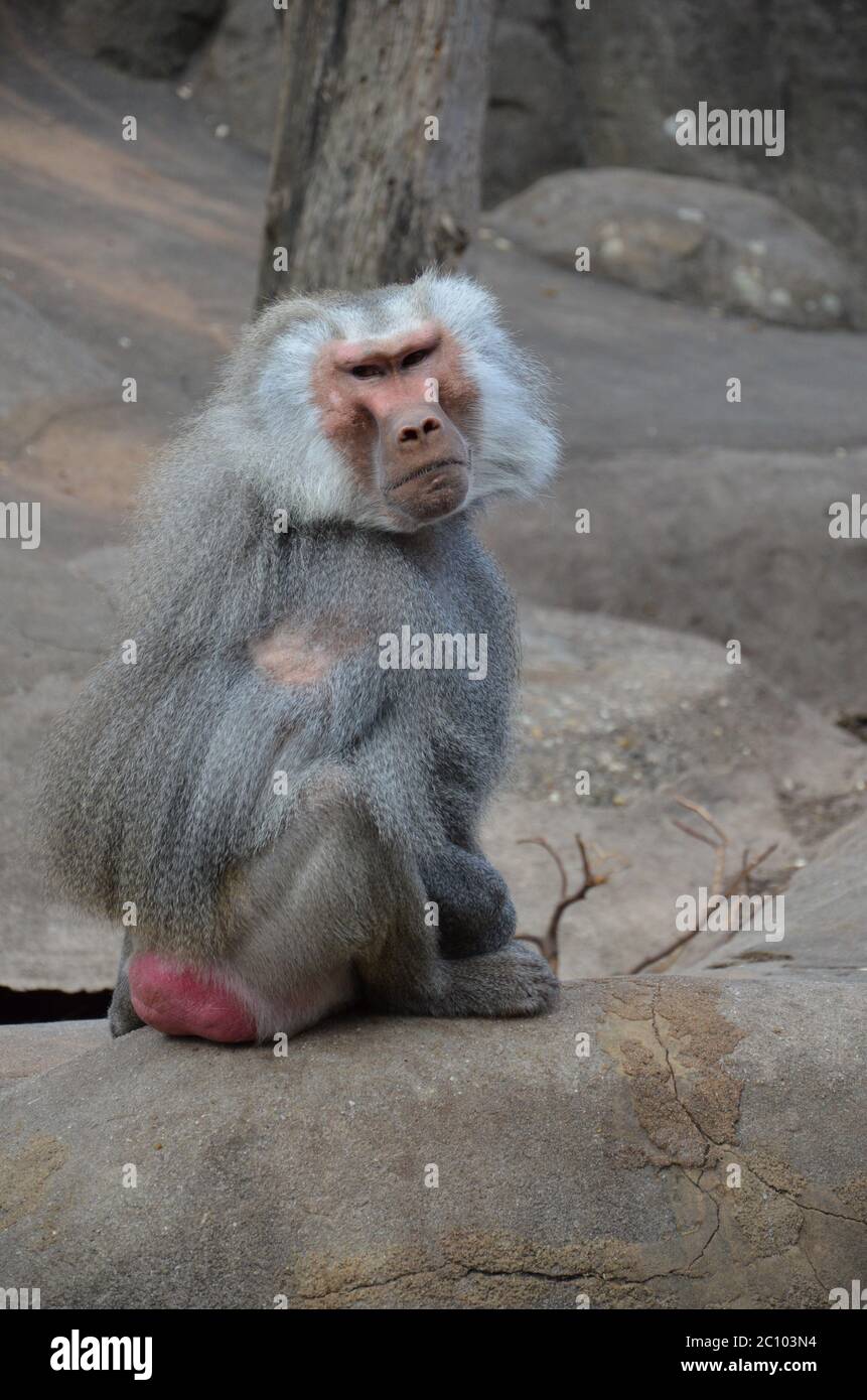 Monkey genitals hi-res stock photography and images - Alamy