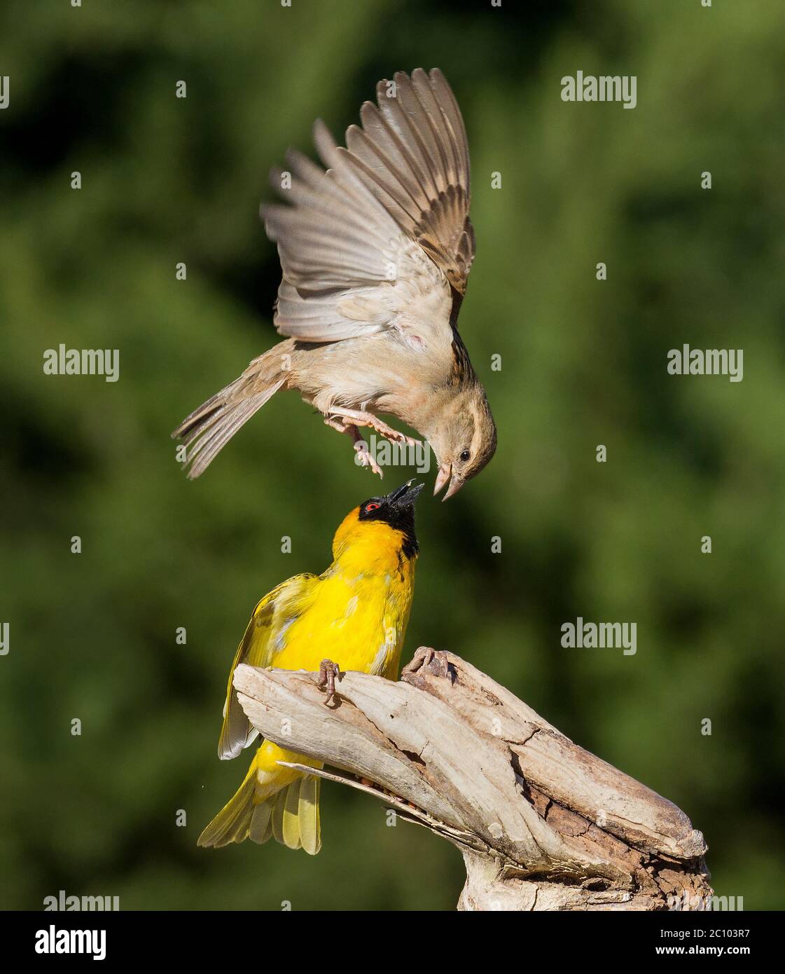 garden bird interaction Stock Photo - Alamy