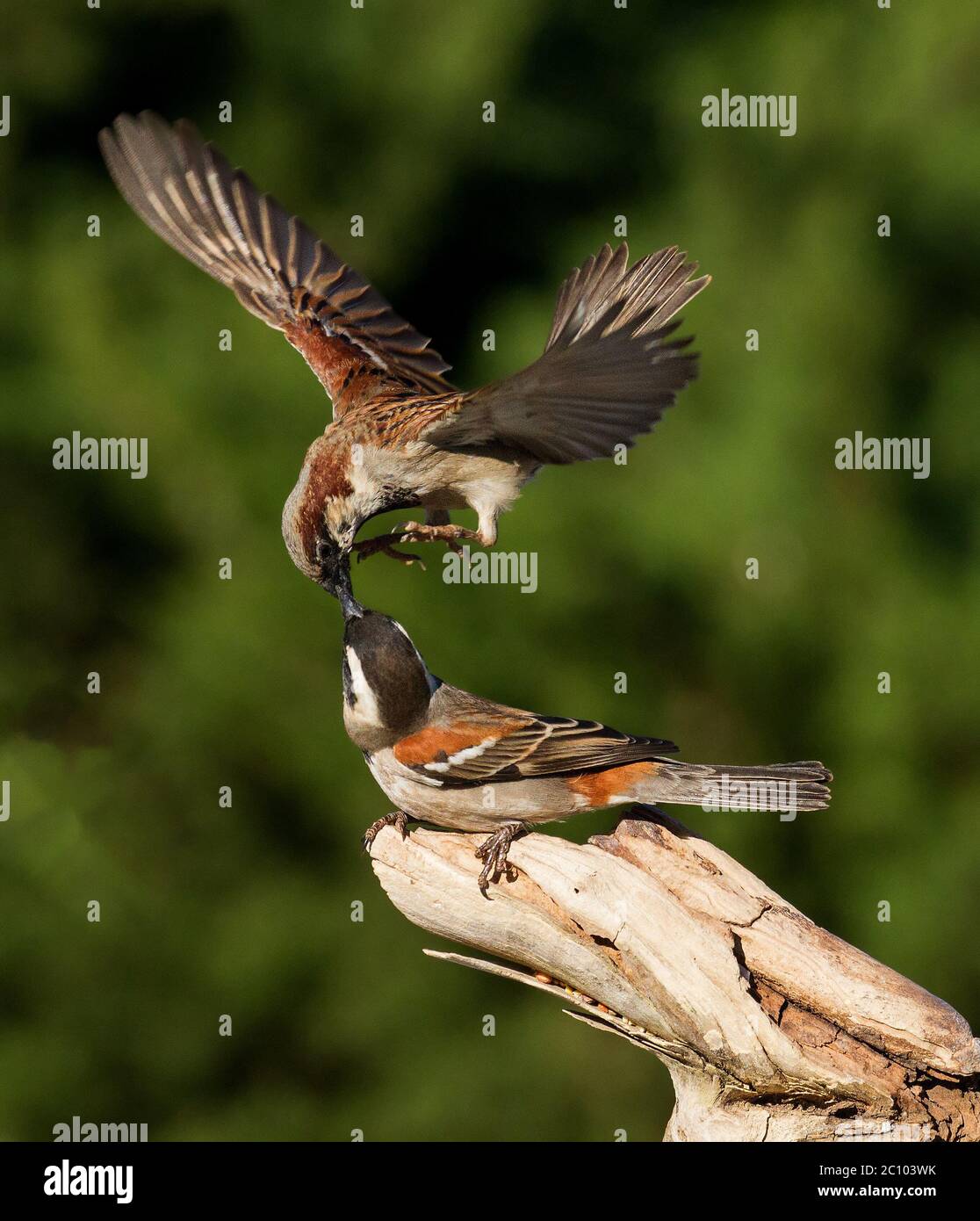garden bird interaction Stock Photo - Alamy