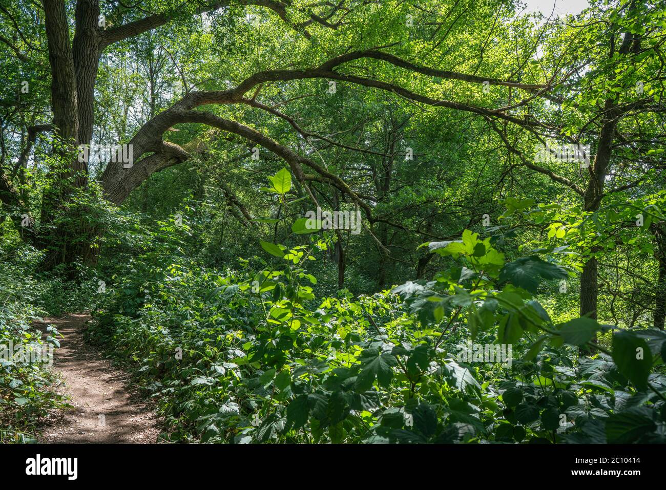Riparian Forests High Resolution Stock Photography and Images - Alamy