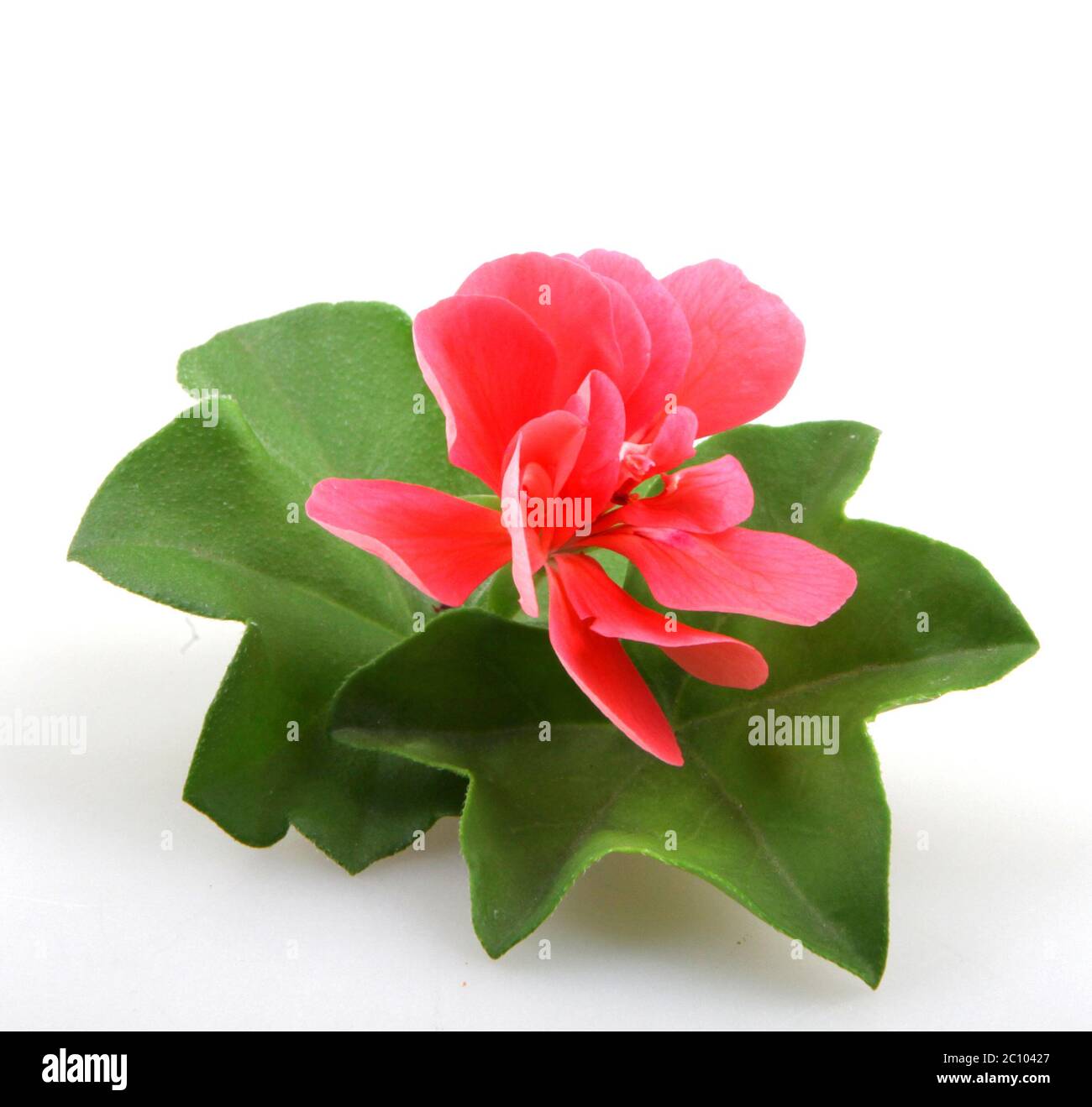 Geranium Pelargonium Flowers Stock Photo - Alamy