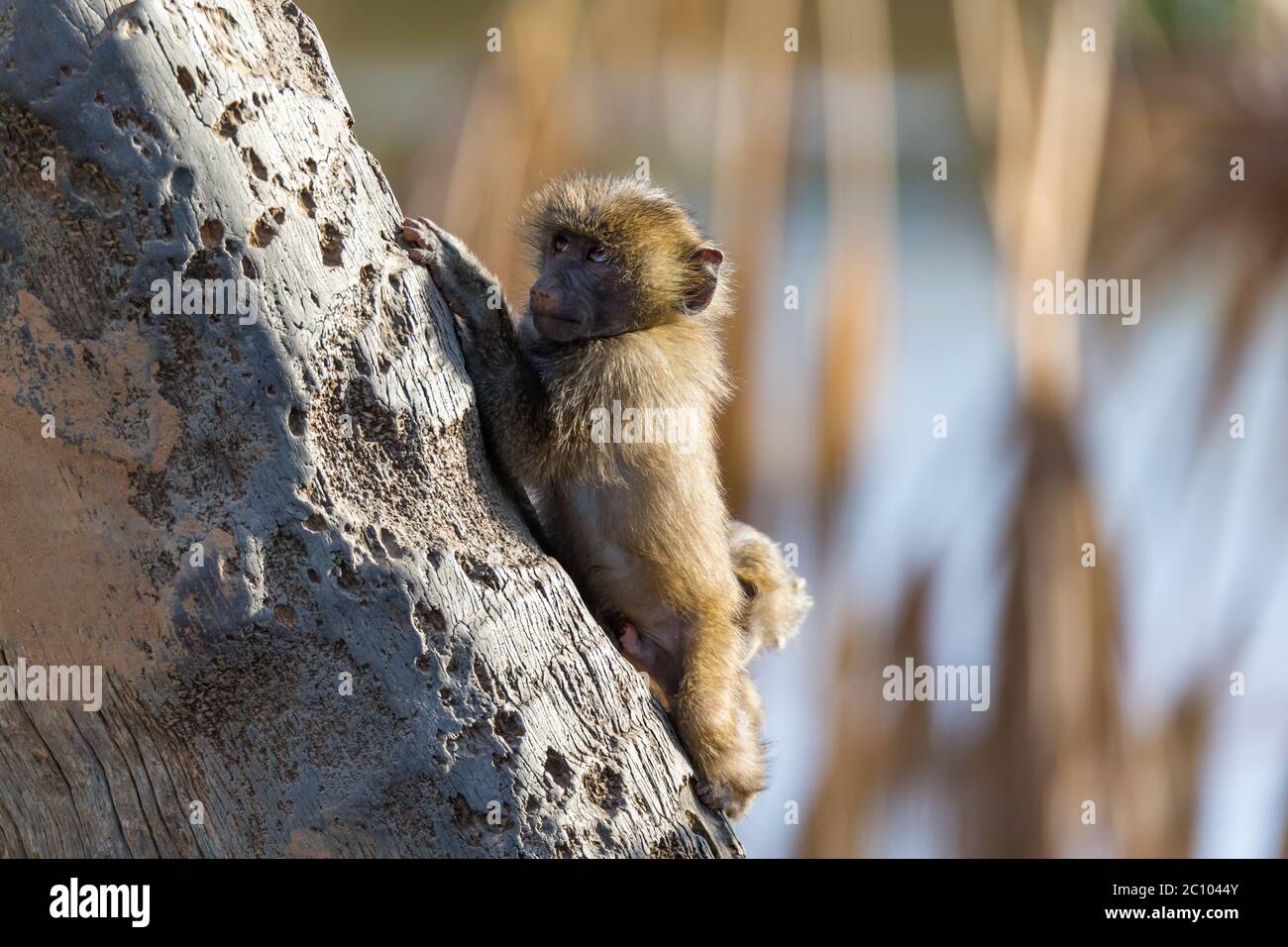 The little monkey is playing on a tree branch Stock Photo - Alamy