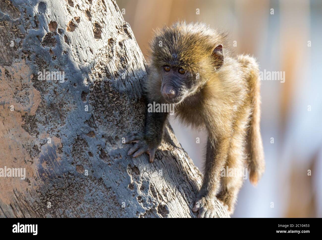 The little monkey is playing on a tree branch Stock Photo - Alamy