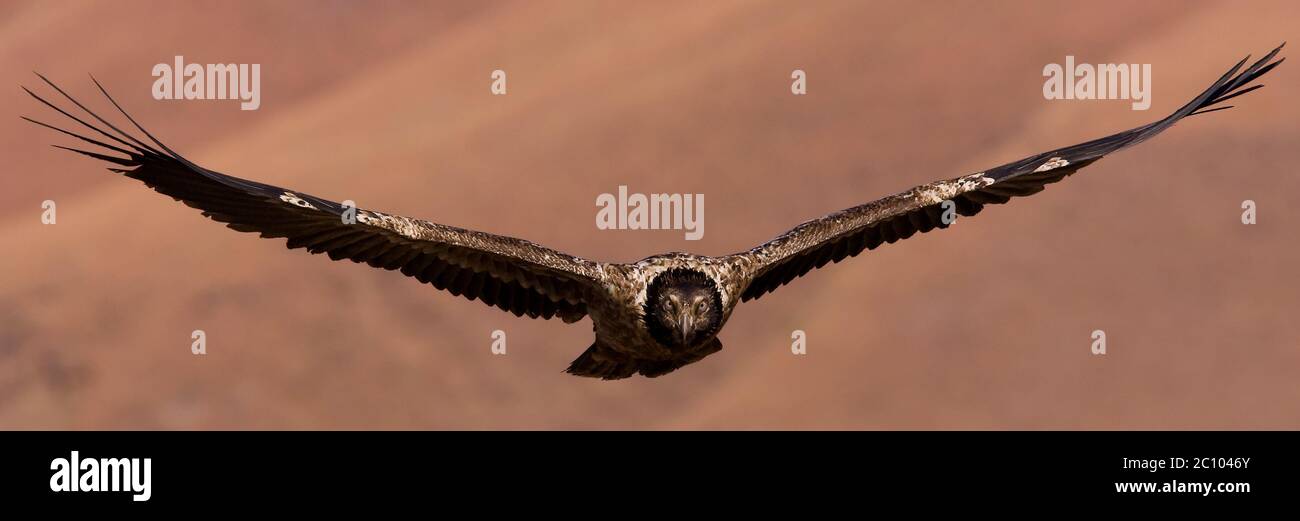 bearded vulture in flight Stock Photo - Alamy