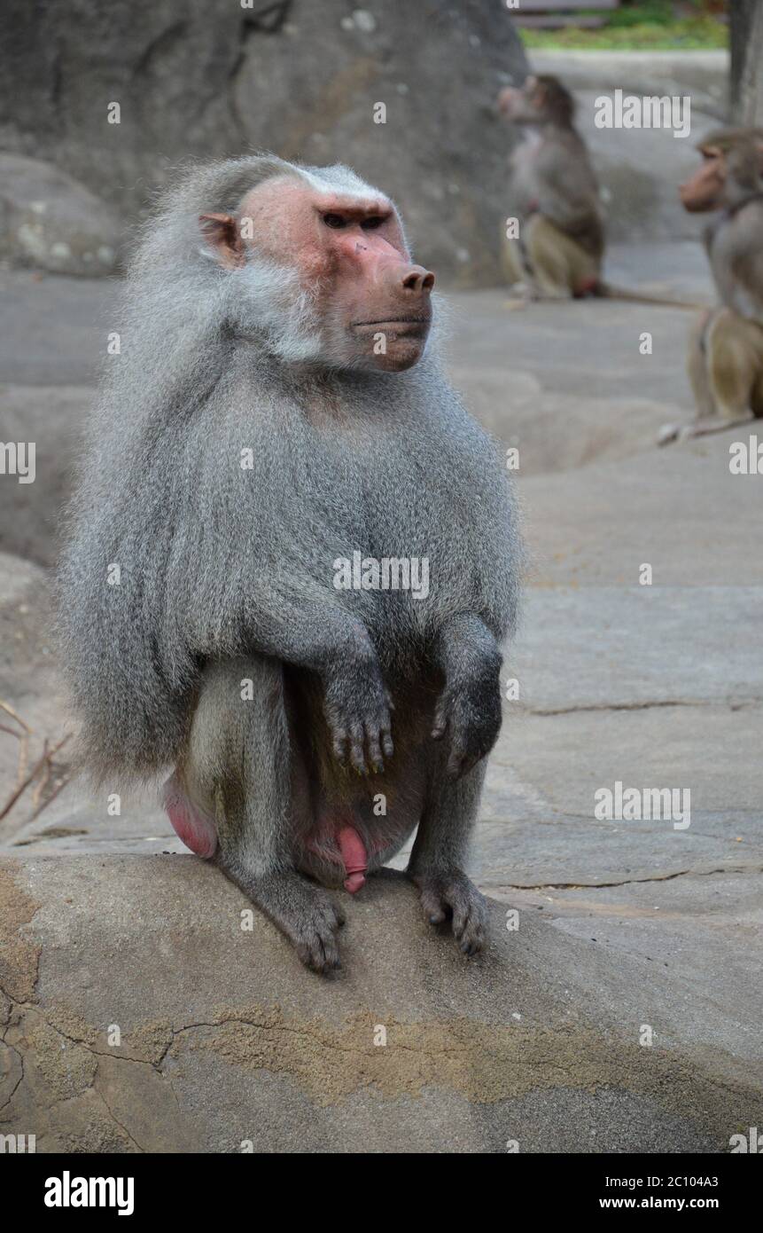 Monkey genitals hi-res stock photography and images - Alamy