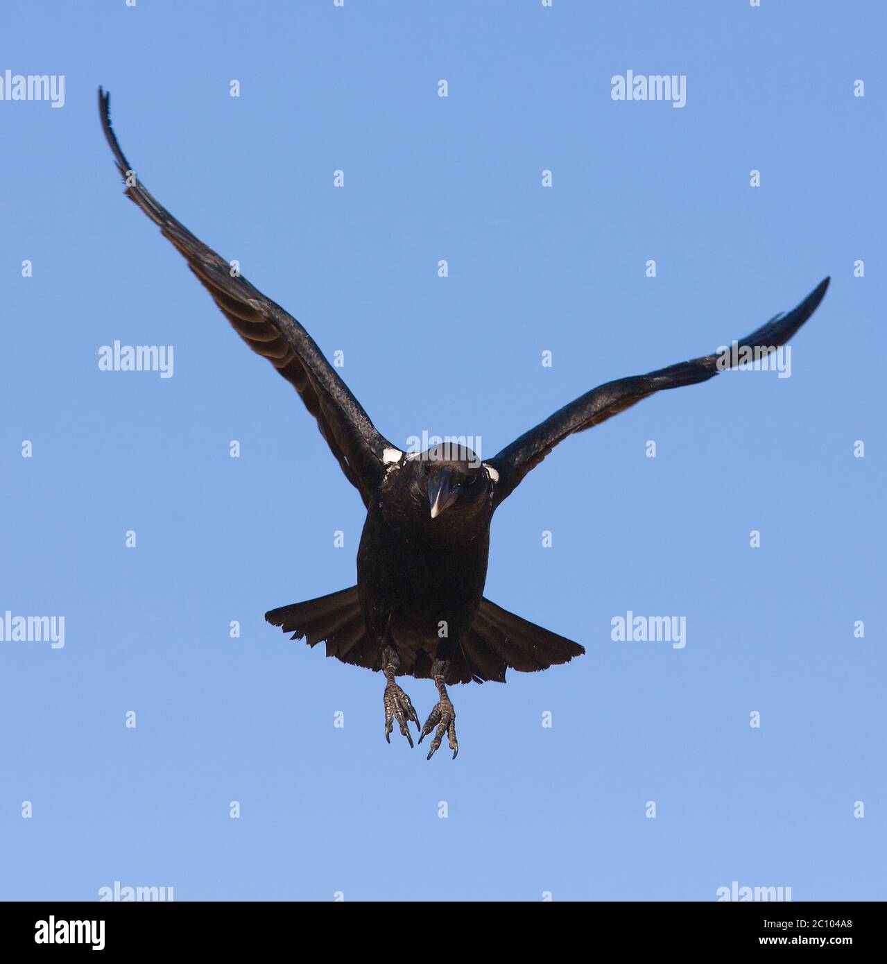 crow in flight Stock Photo - Alamy