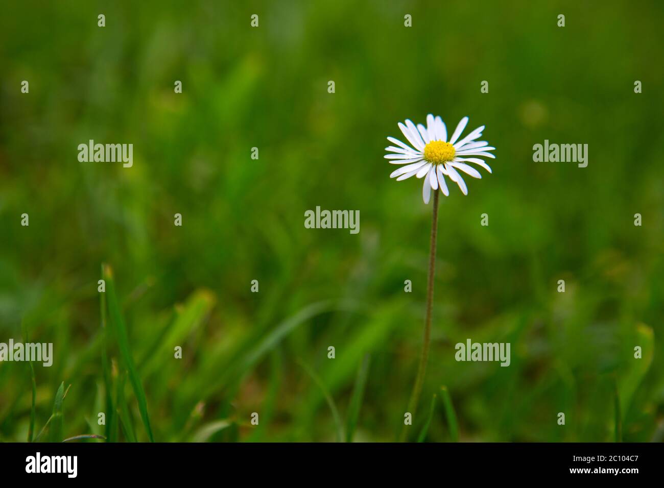 One blooming daisy bokeh hi-res stock photography and images - Alamy
