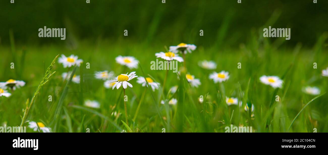 Daisy green background hi-res stock photography and images - Alamy