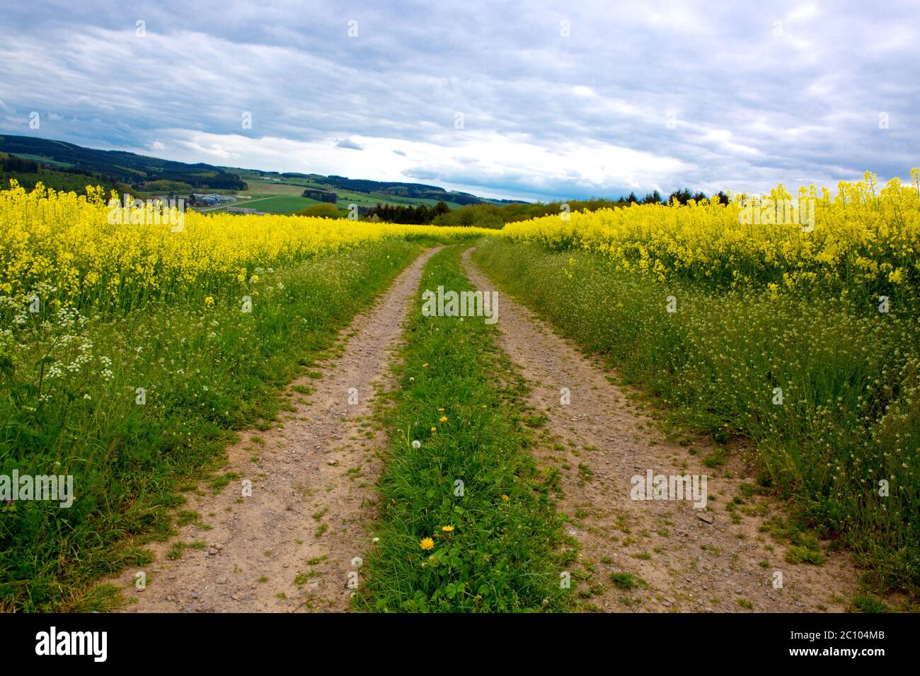 Road through the meadow Stock Photo - Alamy