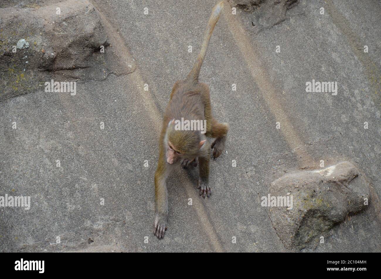 Monkey genitals hi-res stock photography and images - Alamy