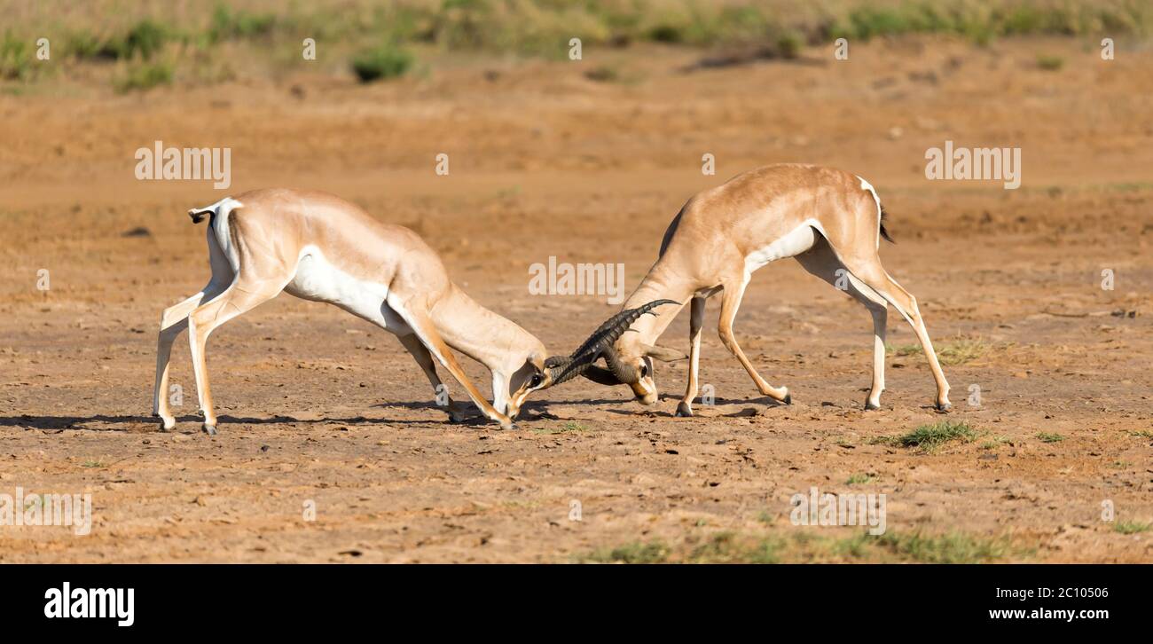 The battle of two Grant Gazelles in the savannah of Kenya Stock Photo ...