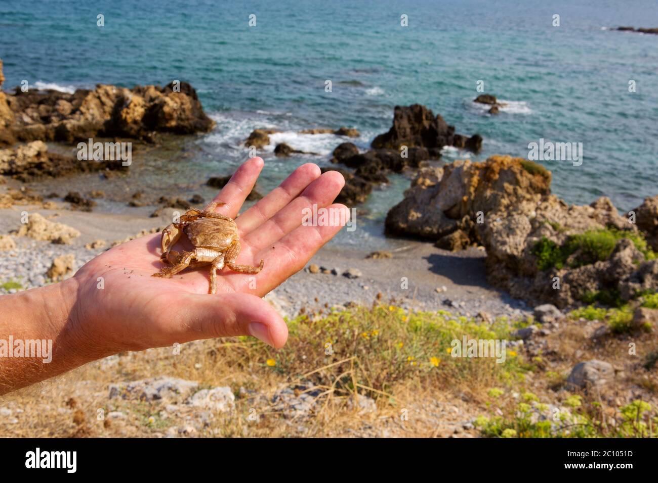 Hand holding small yellow crab Stock Photo - Alamy