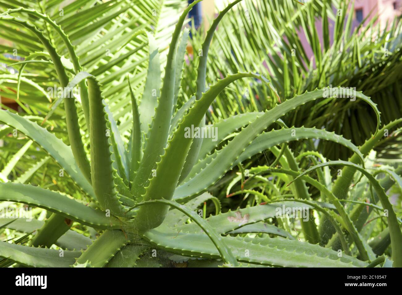 Aloe vera plant growing not white hi-res stock photography and images ...