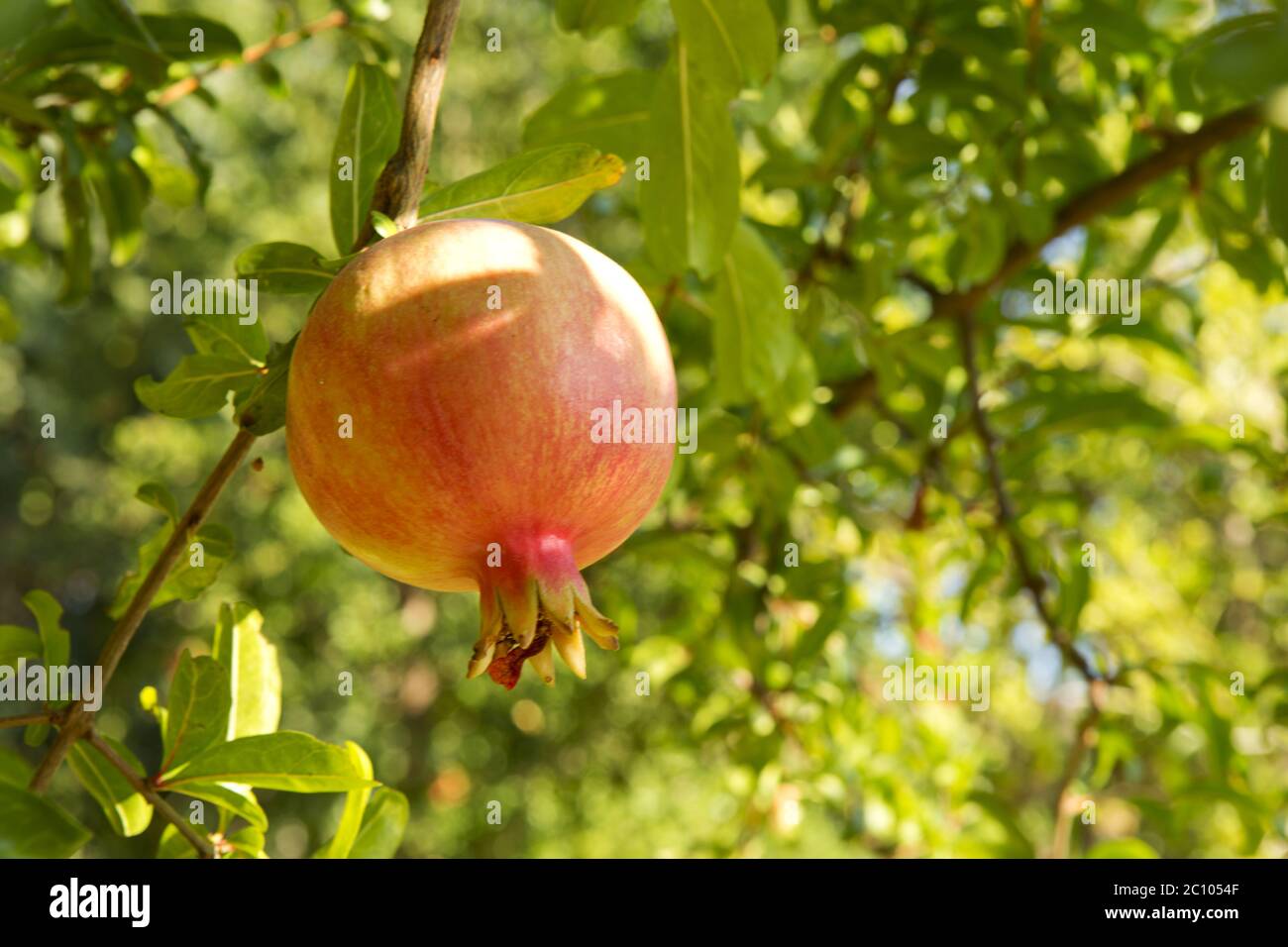 Fruit pomegranate tree hi-res stock photography and images - Alamy