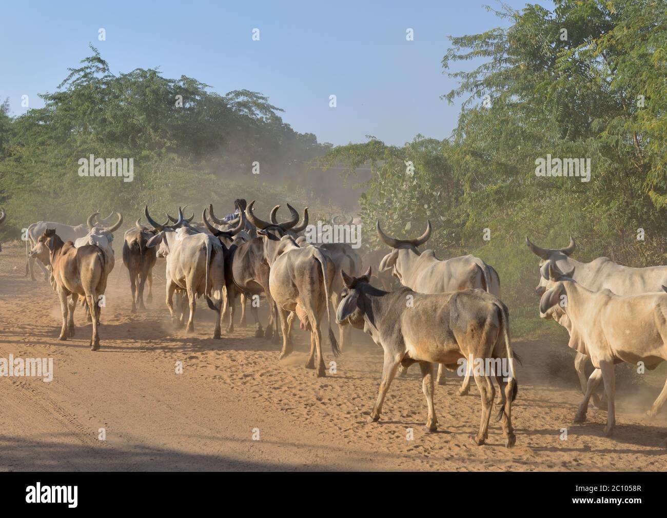 Herd of cow in Kutch region of Gujarat, India Stock Photo - Alamy