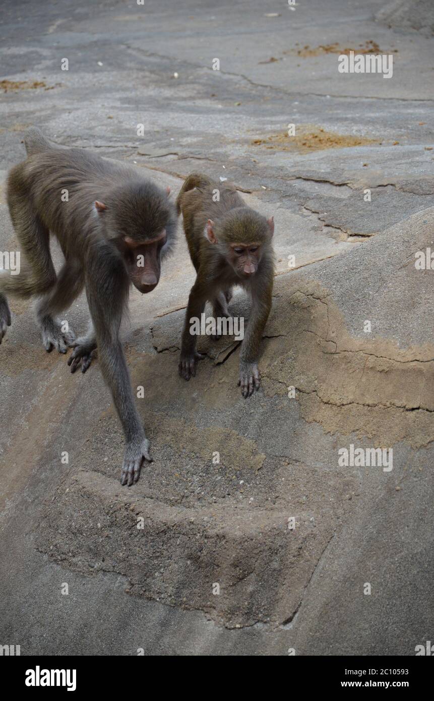 Monkey genitals hi-res stock photography and images - Alamy