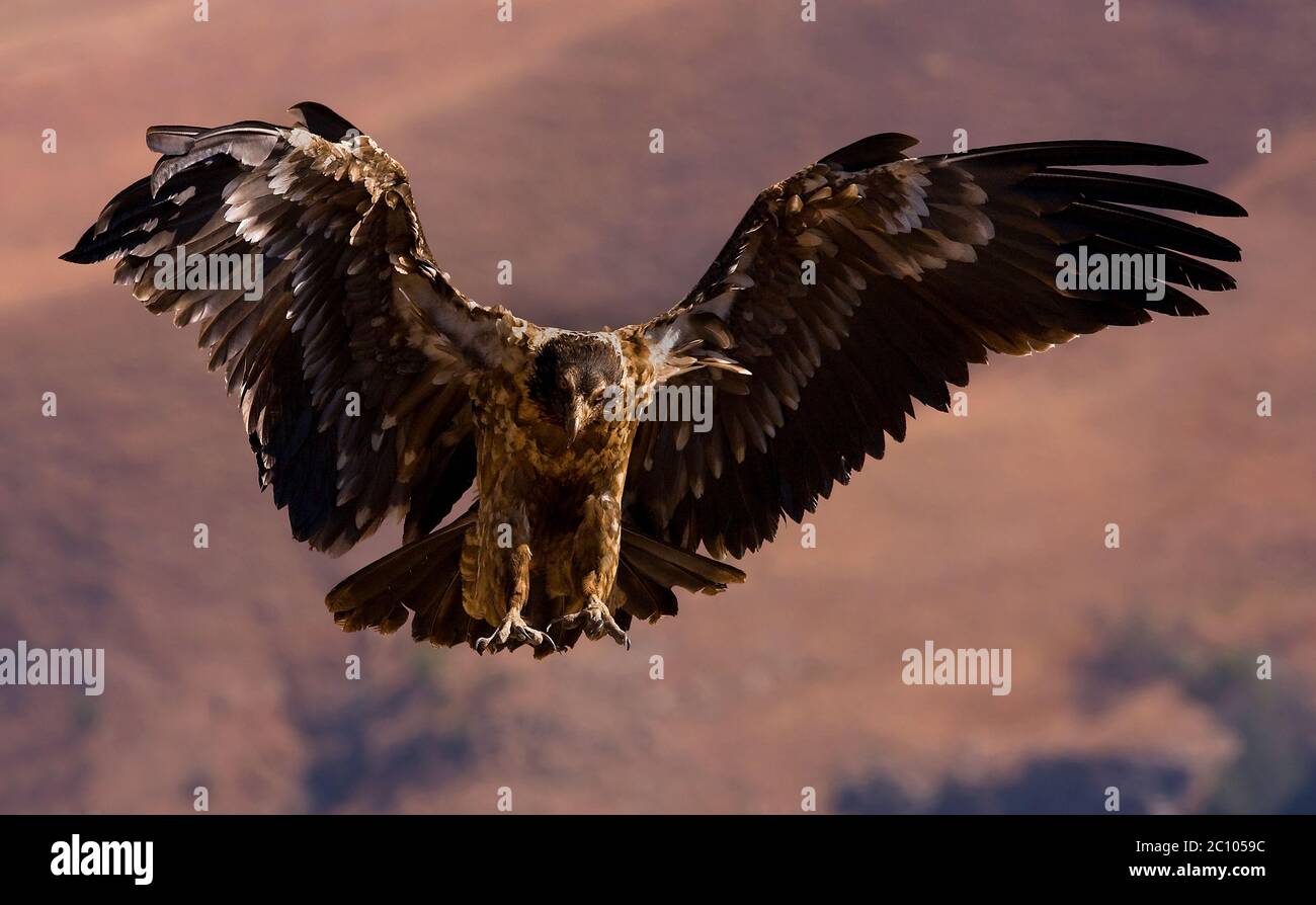 bearded vulture in flight Stock Photo - Alamy