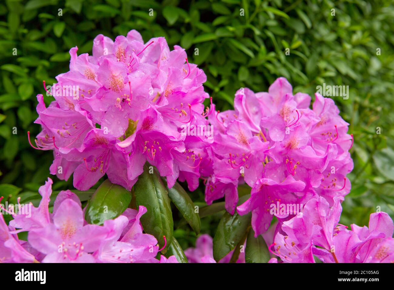 Beautiful pink Rhododendron Stock Photo - Alamy