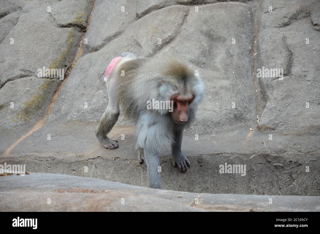 Monkey genitals hi-res stock photography and images - Alamy