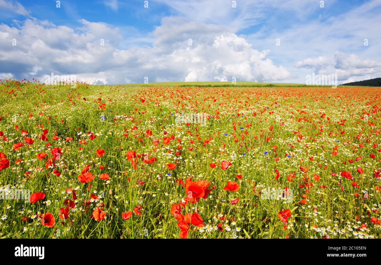 Beautiful poppy field and blue sky Stock Photo - Alamy