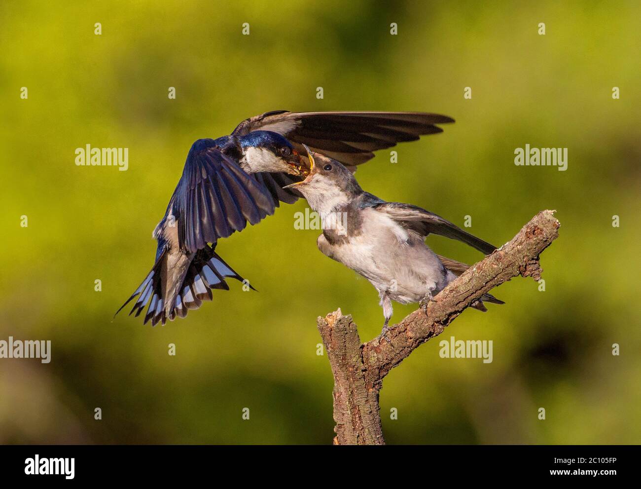 Bird feeding young in flight Stock Photo - Alamy