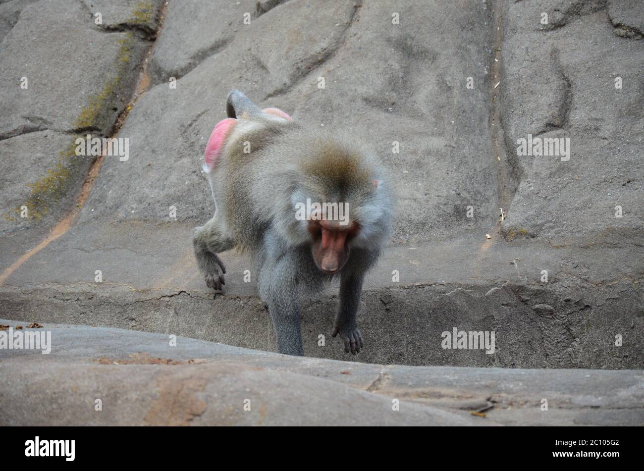 Monkey genitals hi-res stock photography and images - Alamy