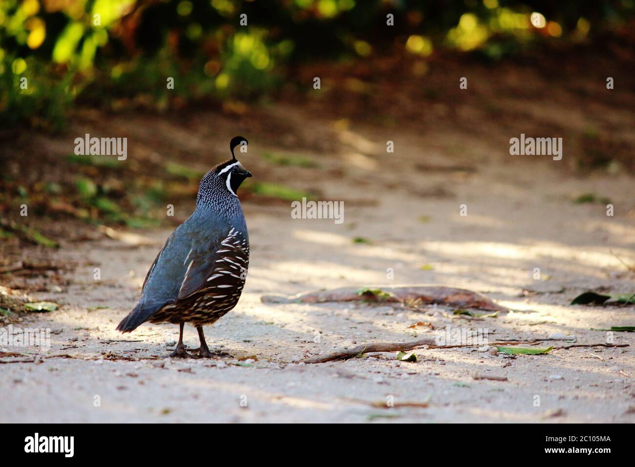 Great Shot of a California Quail in New Zealand Stock Photo - Alamy