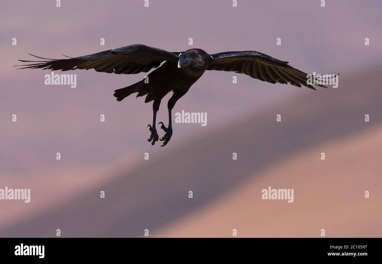 crow in flight Stock Photo - Alamy