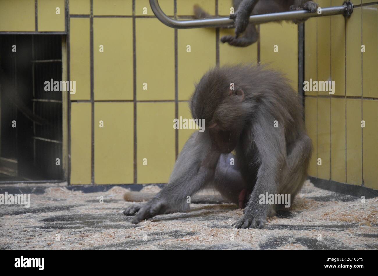 Monkey genitals hi-res stock photography and images - Alamy