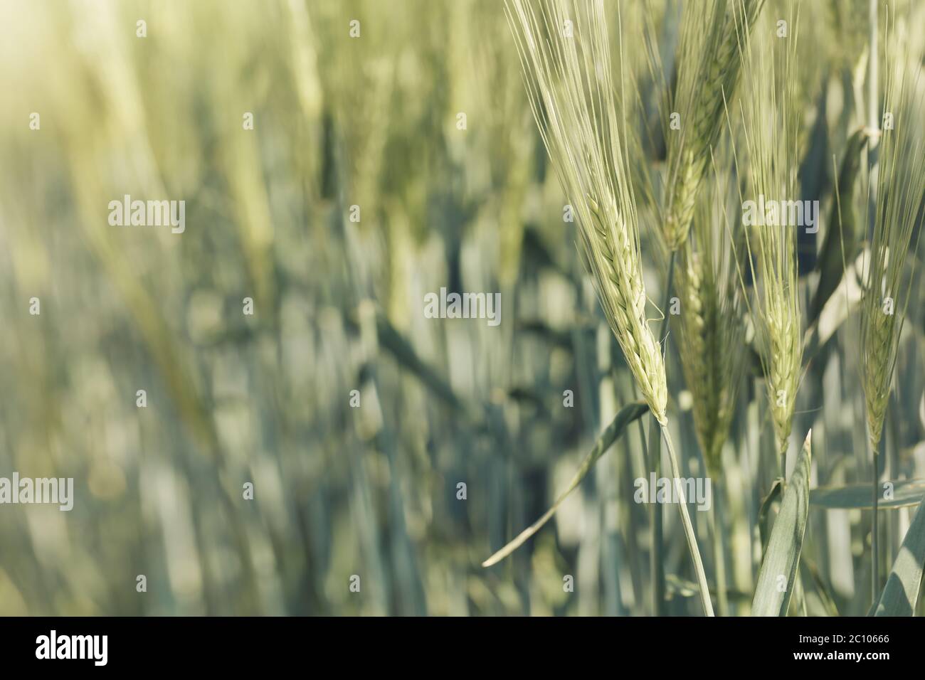Closeup of cereal grain. Plant background Stock Photo - Alamy