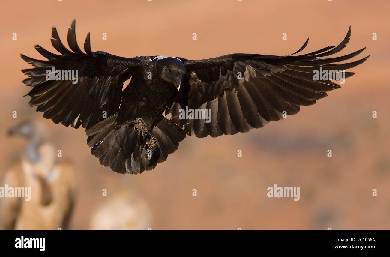 crow in flight Stock Photo - Alamy