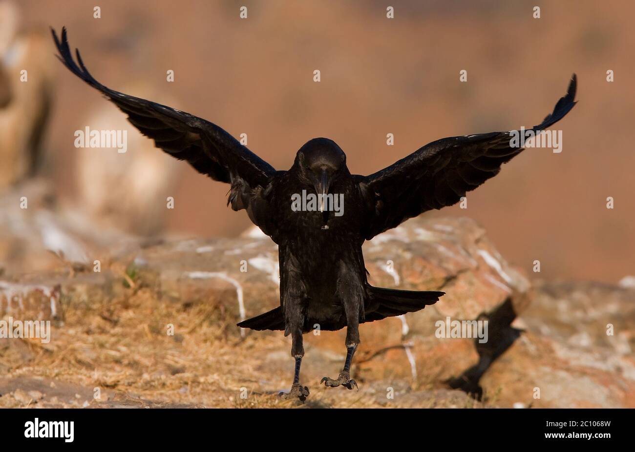 crow in flight Stock Photo - Alamy